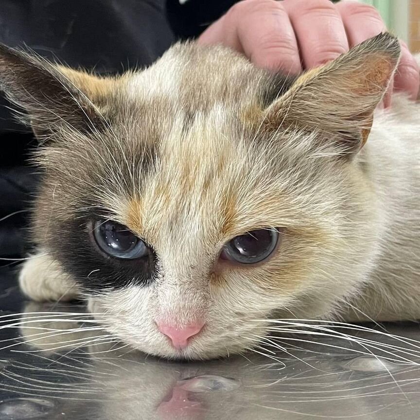 Кошечка в добрые руки бесплатно