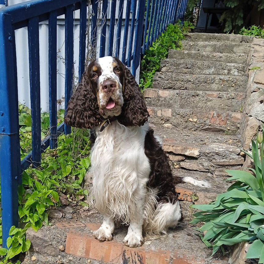 Английский спрингер-спаниель, взрослый пёс