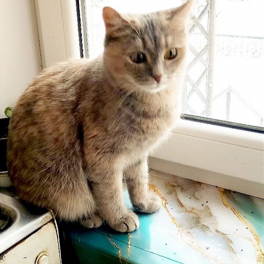 Взрослая, Девочка кошка в добрые руки