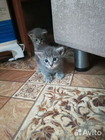 Котята в добрые руки бесплатно
