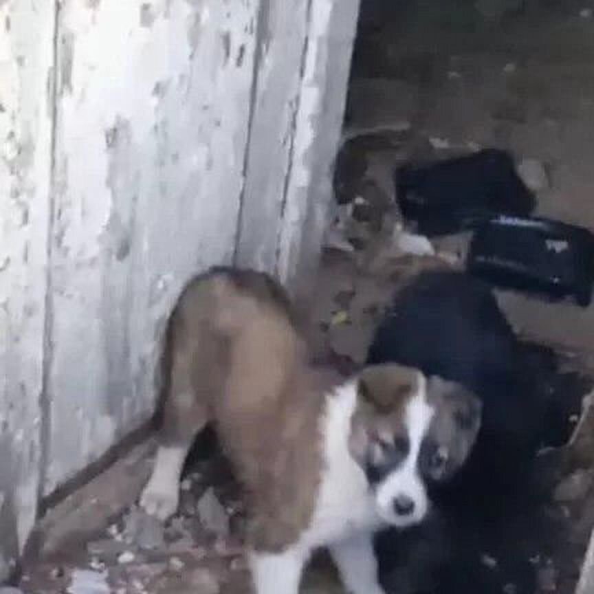 Щенки ищут дом