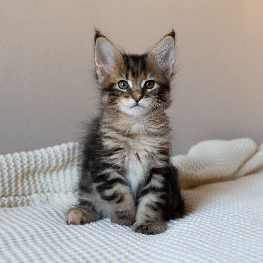 Котята мейнкуна