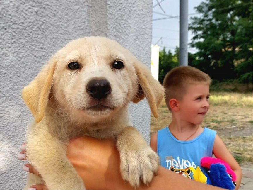 Щеночек звоночек в дар
