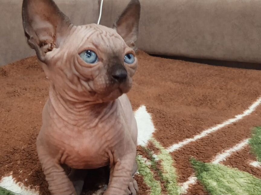 Канадский сфинкс котенок мальчик