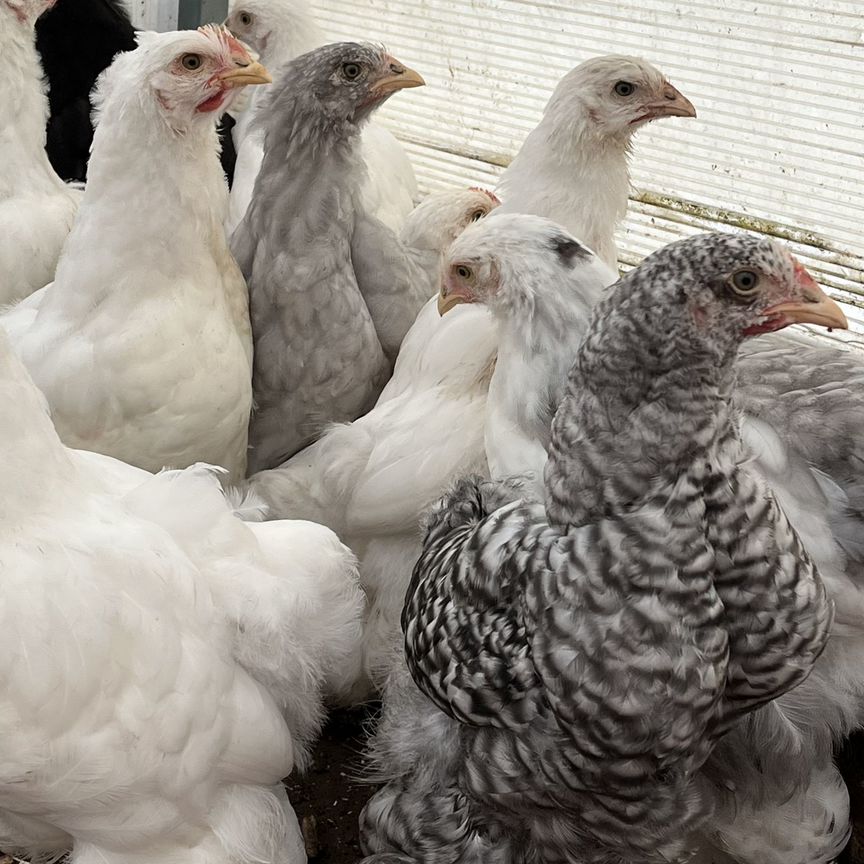 Подрощенные цыплята