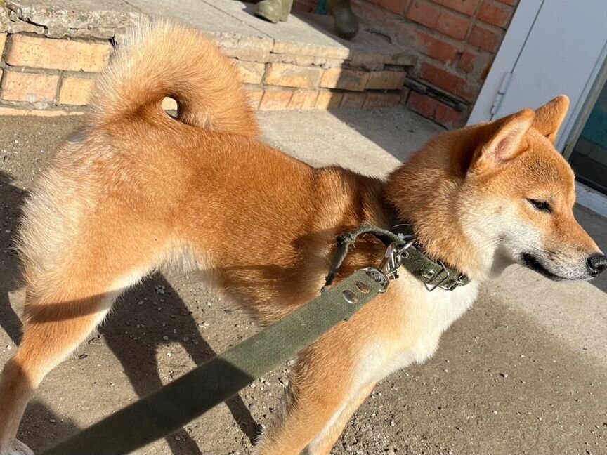 Собака сиба ину