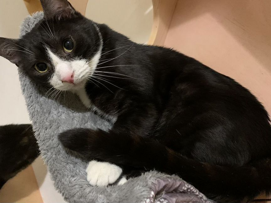 Котик Матвейка