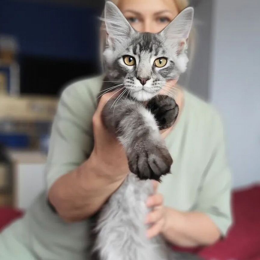 Мейн-кун котёнок