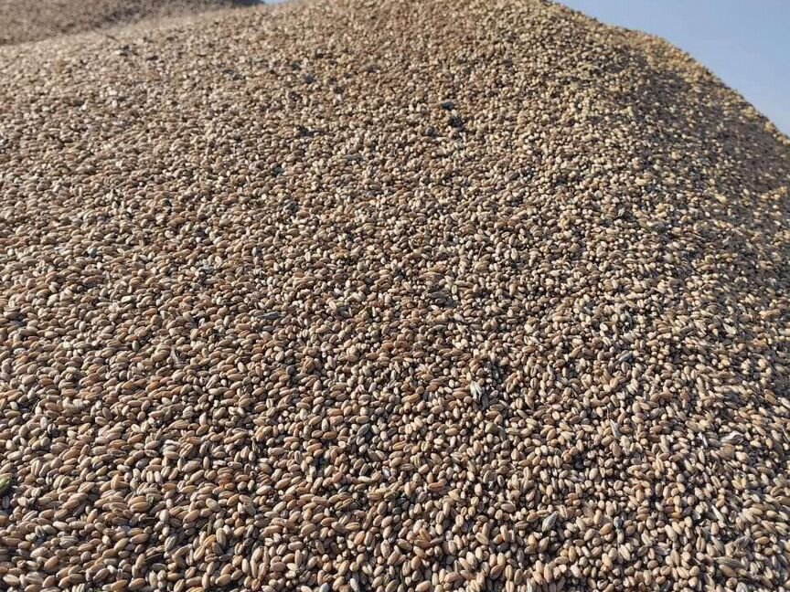 Пшеница мягкая