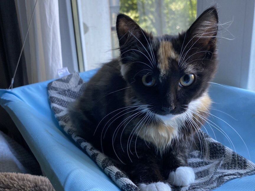 Красивые малышки в добрые руки