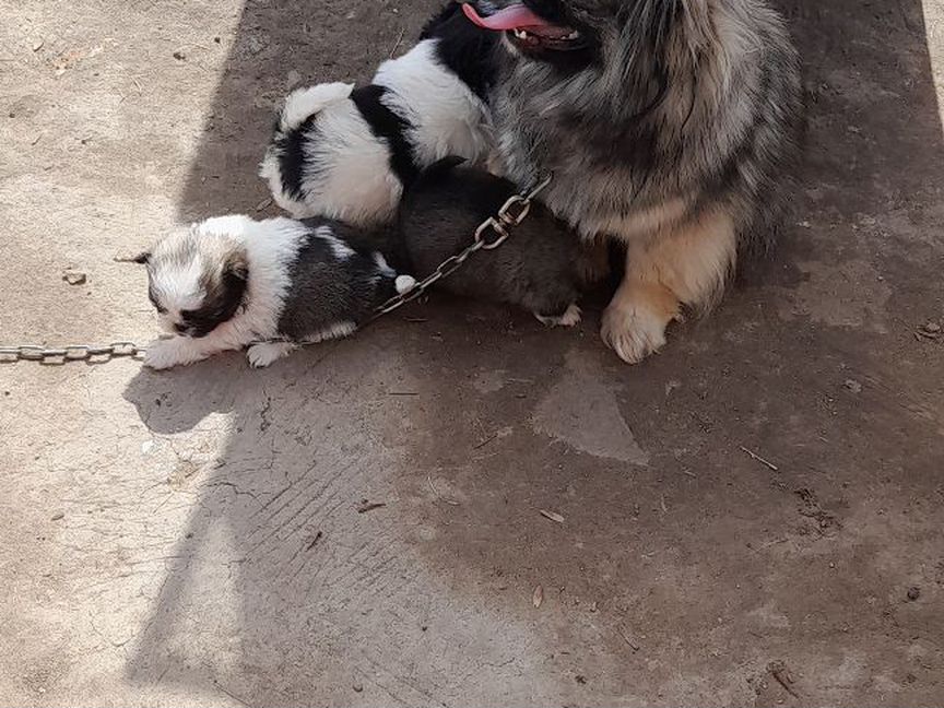 Продам щенка порода пико шпиц