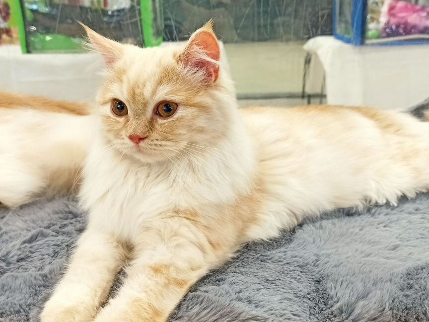 Кошки