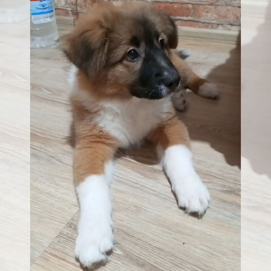 Московская сторожевая, щенок