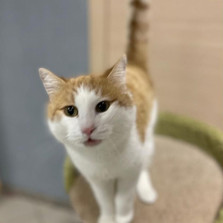 Рыжий кот Пряник