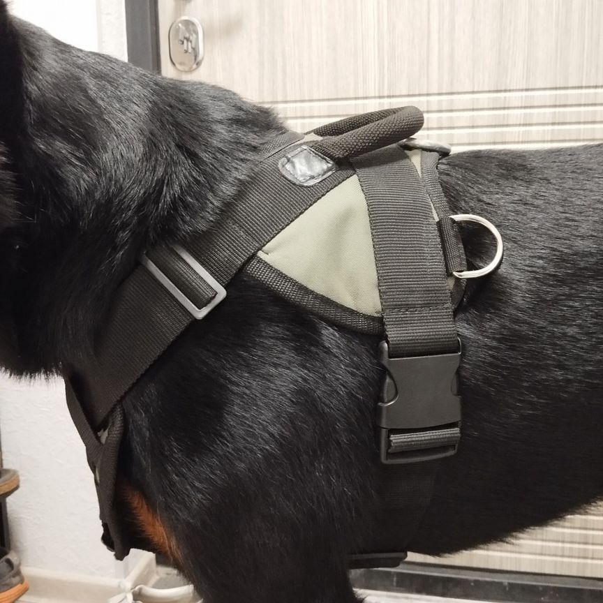 Шлейка для собаки крупных пород зкс