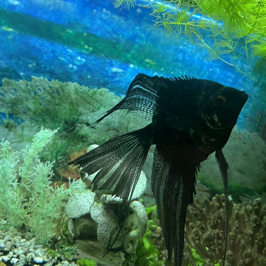 Скалярия черная