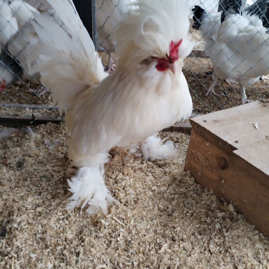 Турецкая султанка петушки