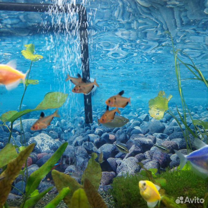 Рыбки Минор стайку из 6 шт за шоколадку