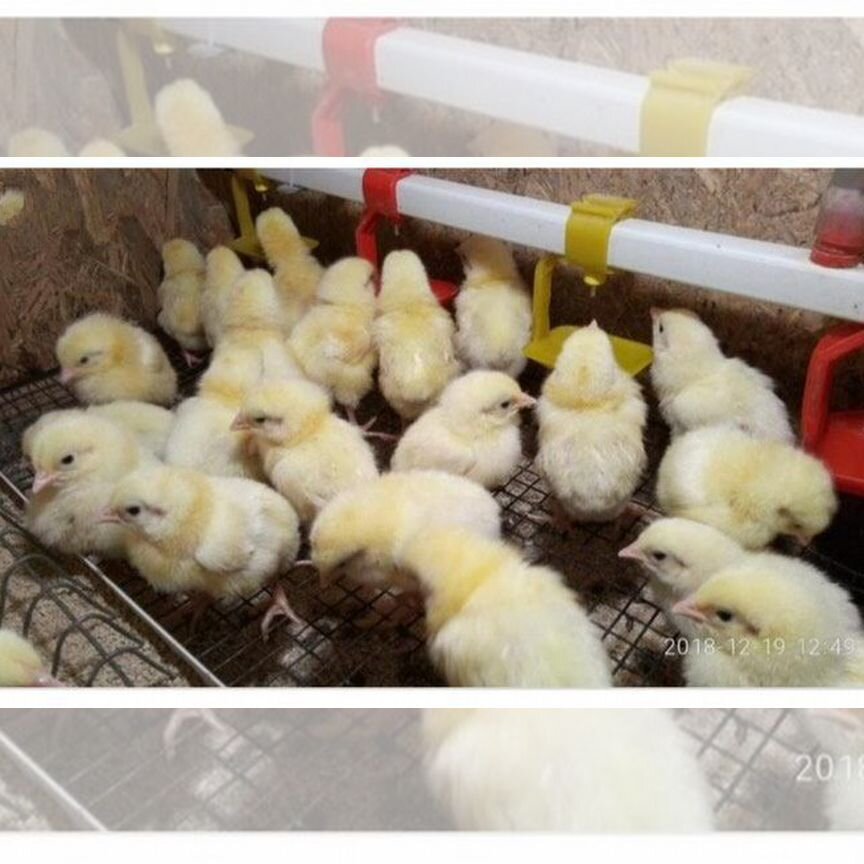 Цыплята суточные корал ник(несушки)вылуп 1-2 марта