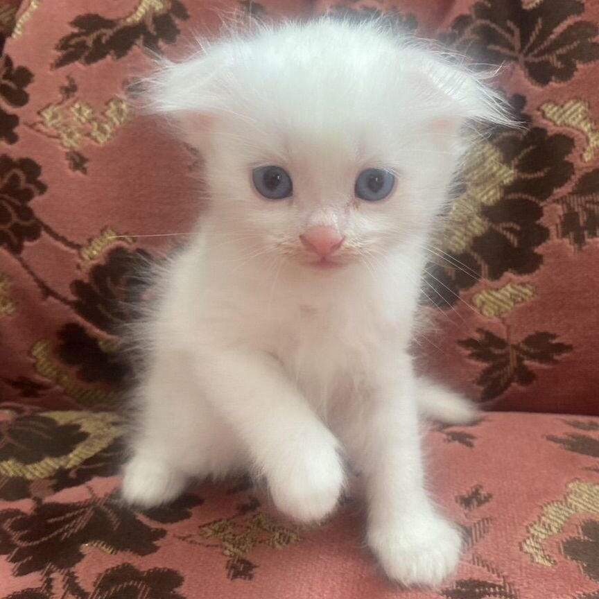Турецкая ангора котёнок