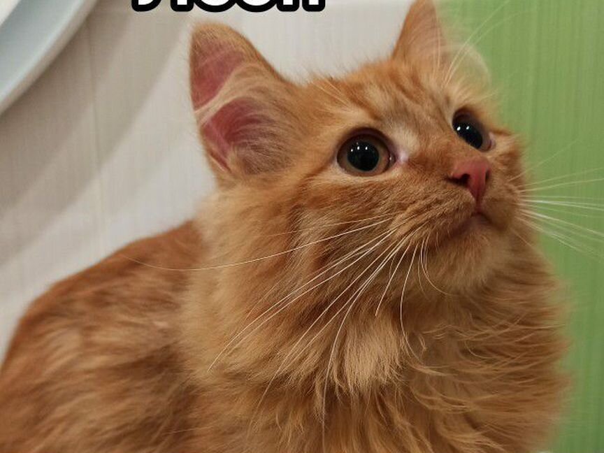 SOS пристрой котят с дач