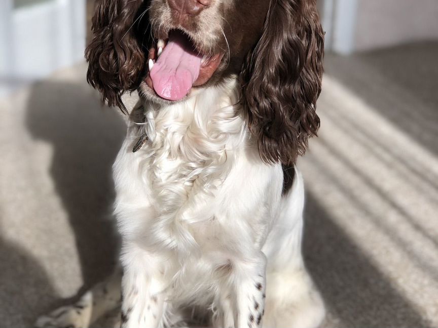 Случка собак