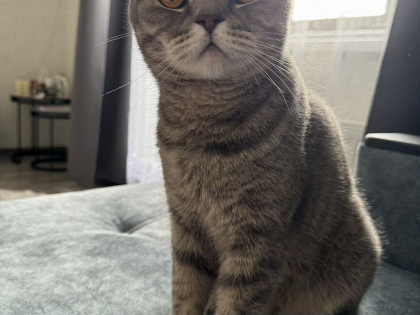 Шотландская прямоухая кошка серая
