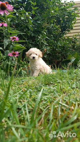 Мальтипу ф1 славный парень