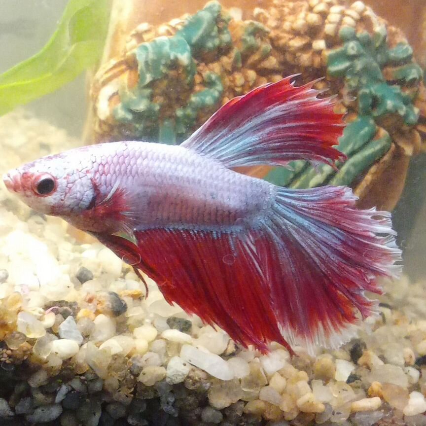 Аквариумные рыбки