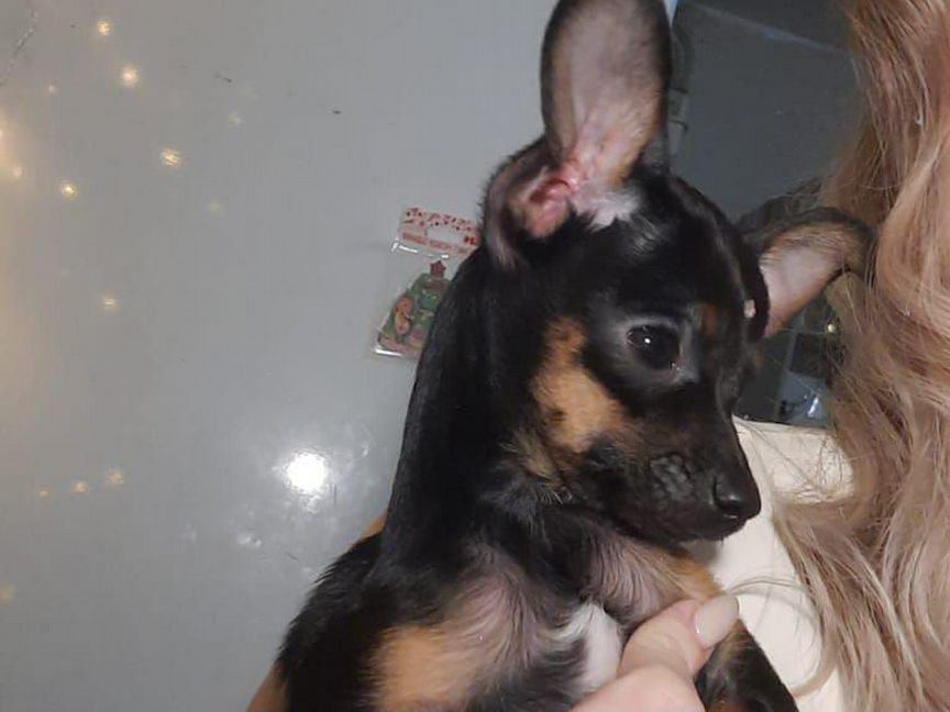 Мини той-терьер