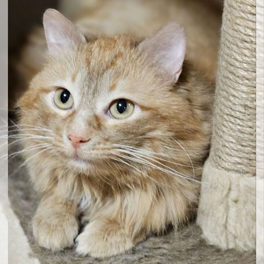 Взрослый кот в добрые руки