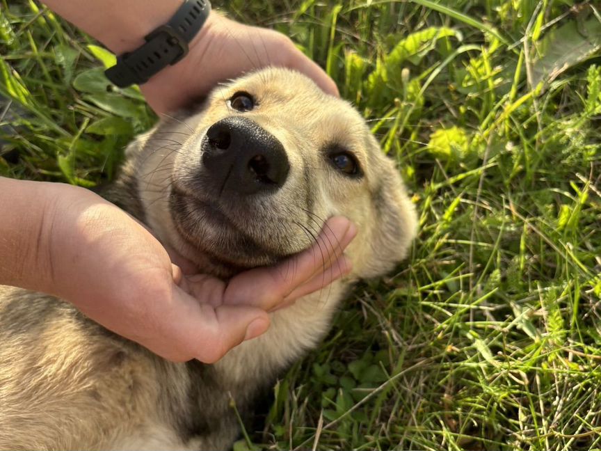 Щенок в добрые руки бесплатно