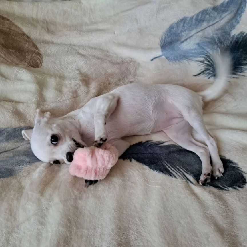 Той терьер Алиса