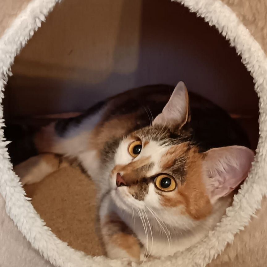 Кошка в добрые руки