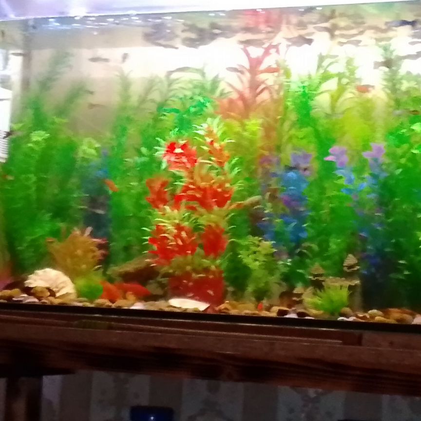 Аквариумные рыбки,гуппи