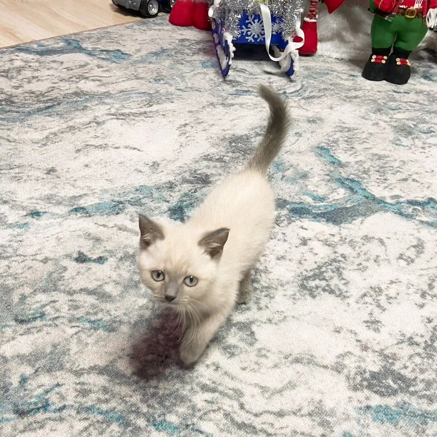 Шотландская прямоухая кошка