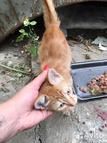 Маленький котенок мальчик в добрые руки