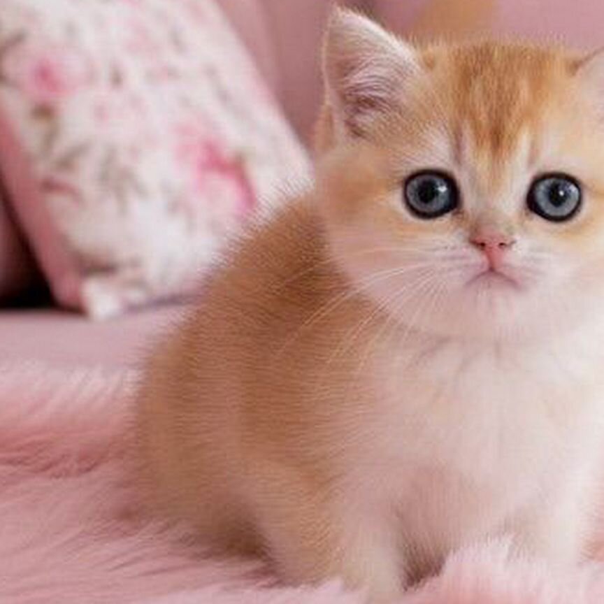 Британский короткошёрстный котёнок