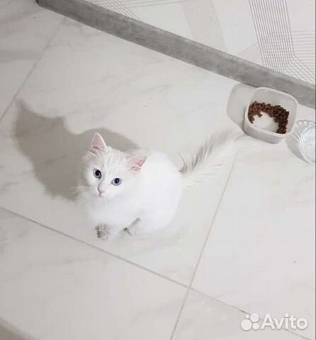Кошки в добрые руки