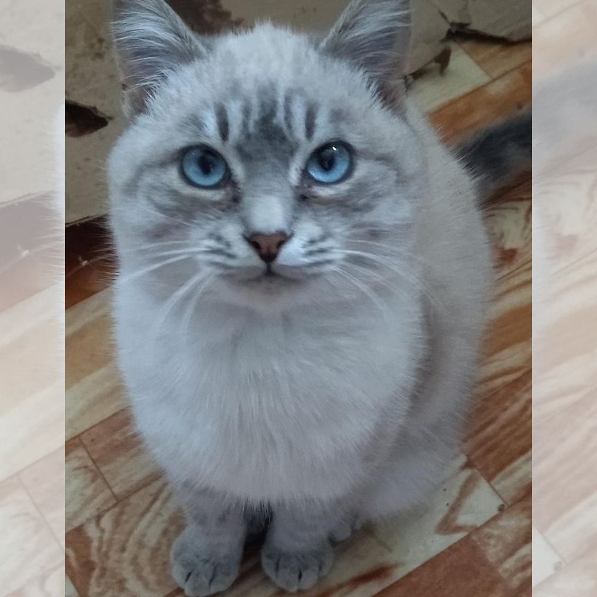 Котëнок 6 месяцев