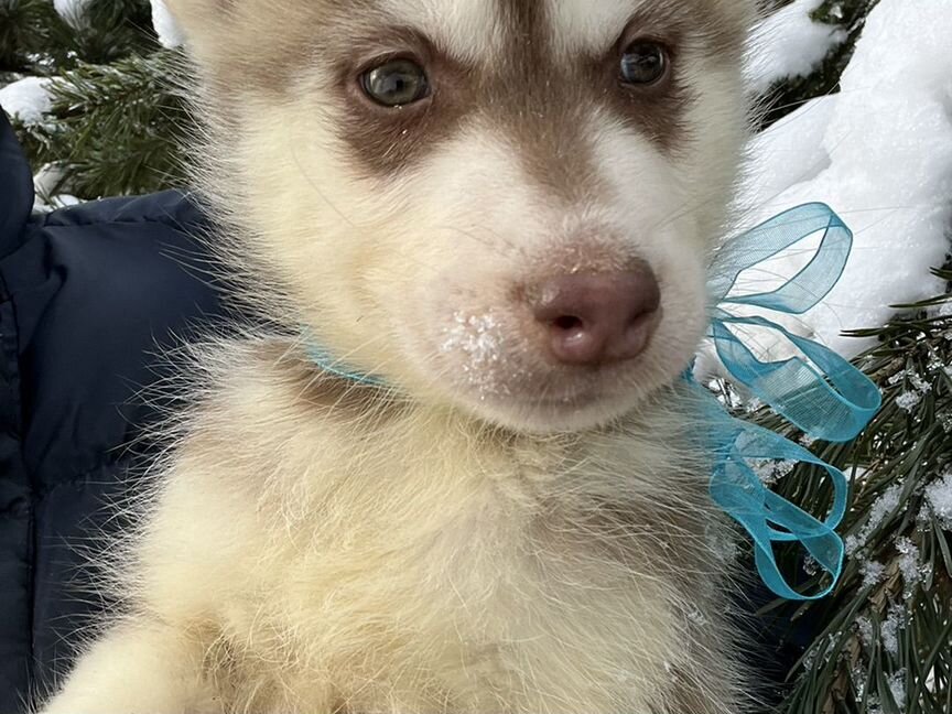 Щенки сибирской хаски мальчик