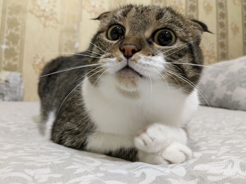 Шотландский вислоухий кот