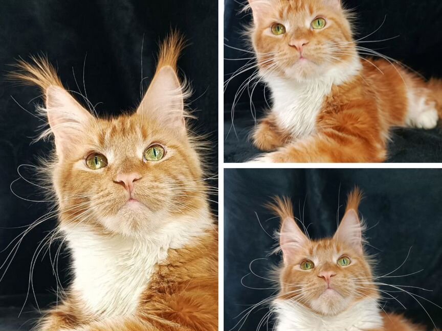 Фиoнита котенок Мейн кун в рaзвeдениe