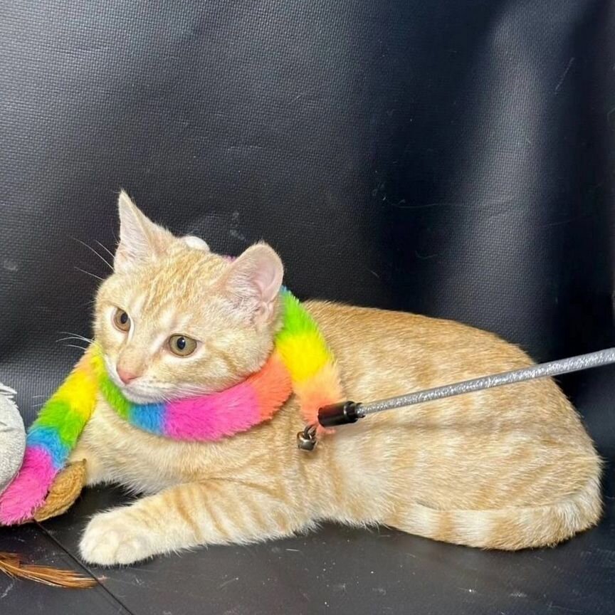 Котята рыжий серебрянная черный дым