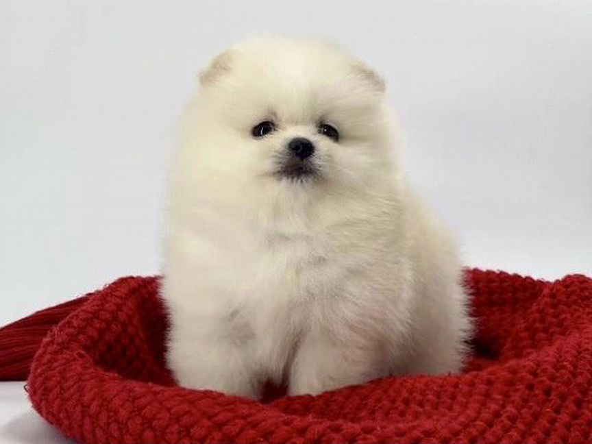 Миниатюрные померанские шпицы микро