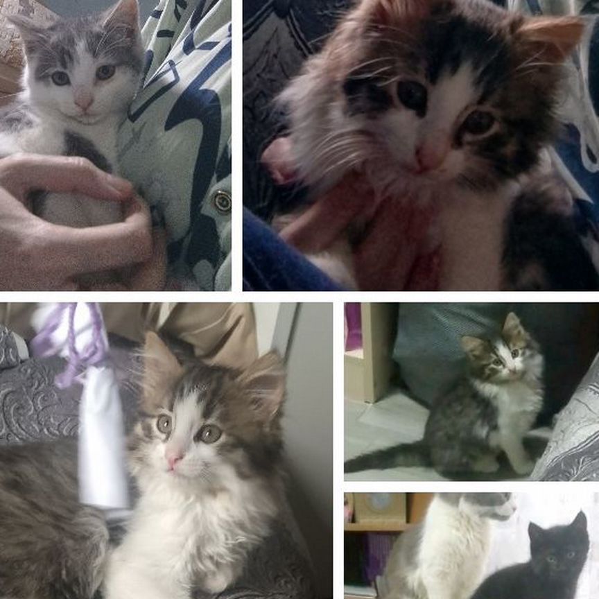 Котята в добрые руки