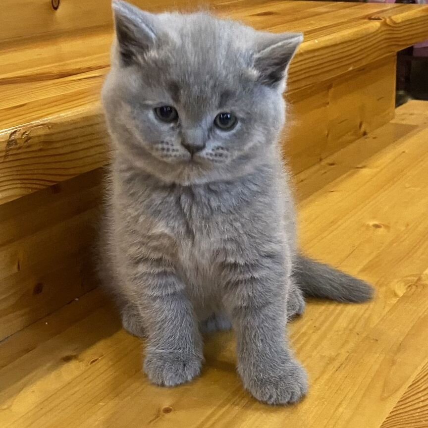 Шотландская