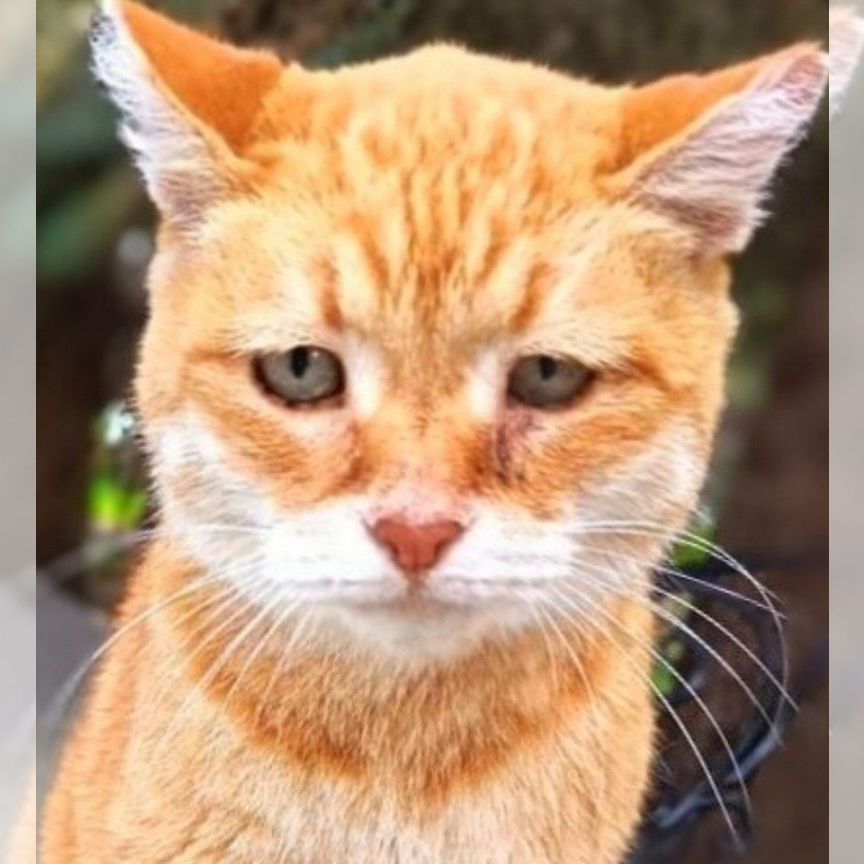 Европейская короткошёрстная кошка, взрослая