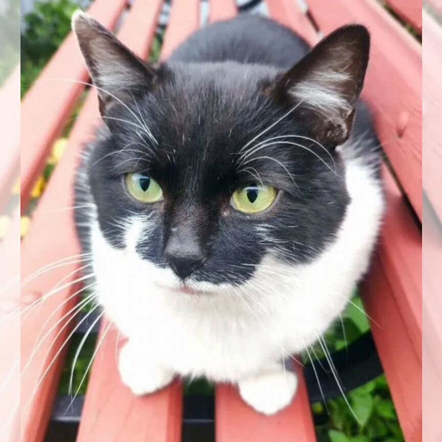 Взрослый кот в добрые руки