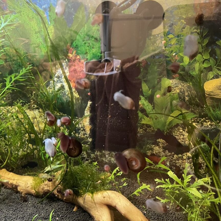 Улитки для аквариума